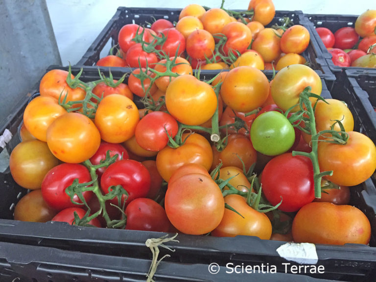 Die Angst vor dem Jordan-Virus - eppenberger-media gmbh