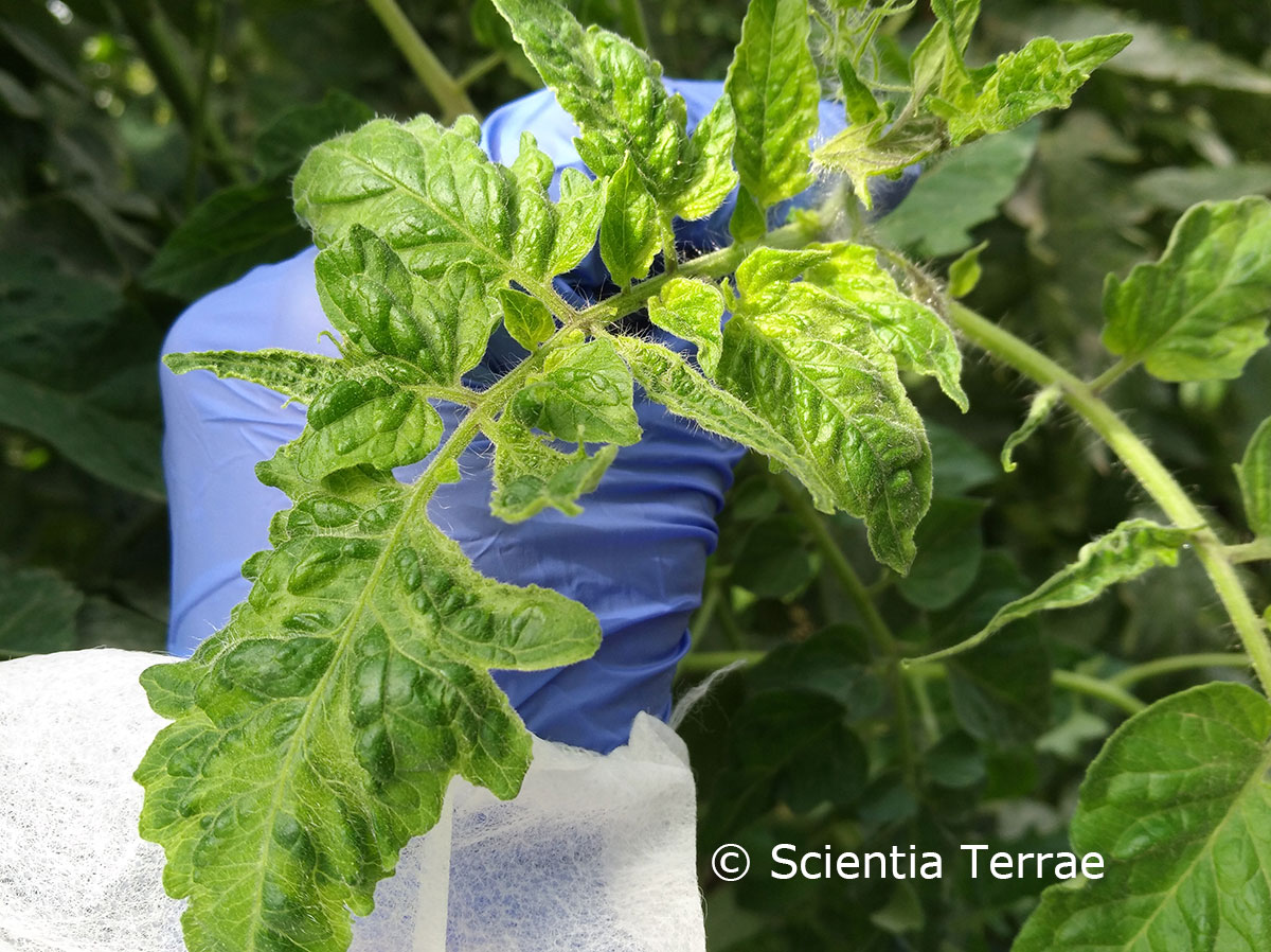 Die Angst vor dem Jordan-Virus - eppenberger-media gmbh