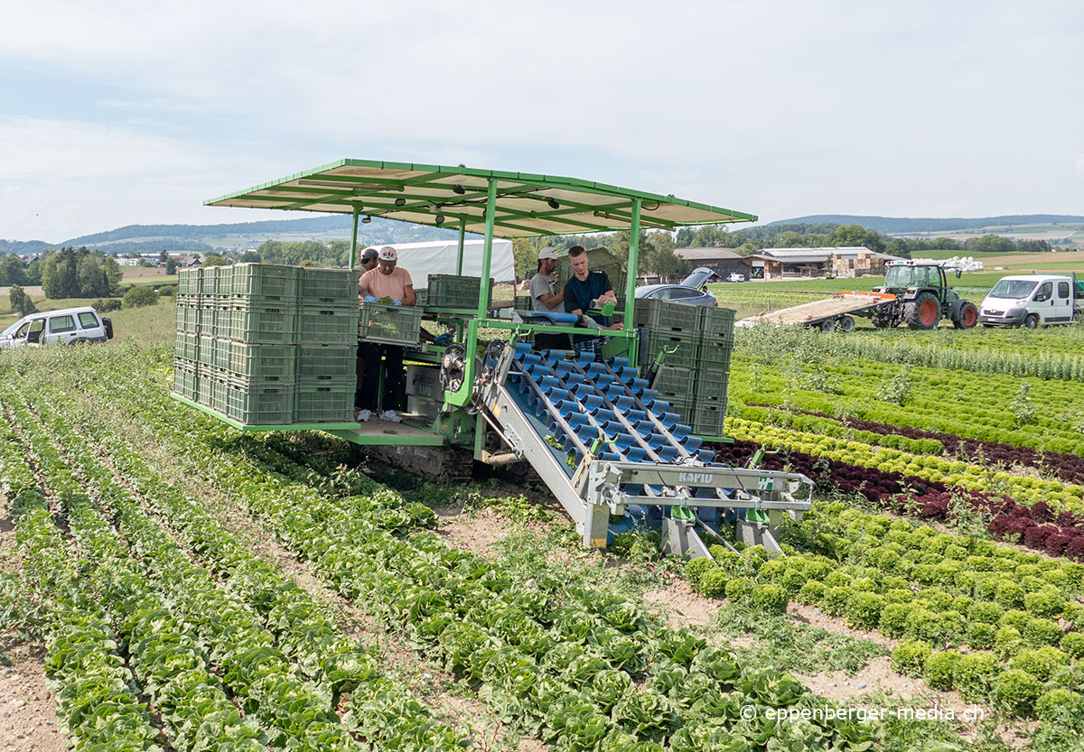 Maschinell Salate ernten - eppenberger-media gmbh